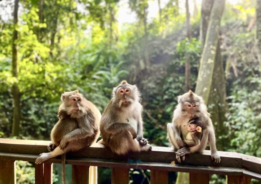 Ubud: Monkey Forest Sanctuary & Jungle Swing Tour - Who Should Consider This Tour?