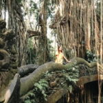 Ubud: Monkey Forest, Waterfall, and Rice Terrace Tour - Analyzing the Value