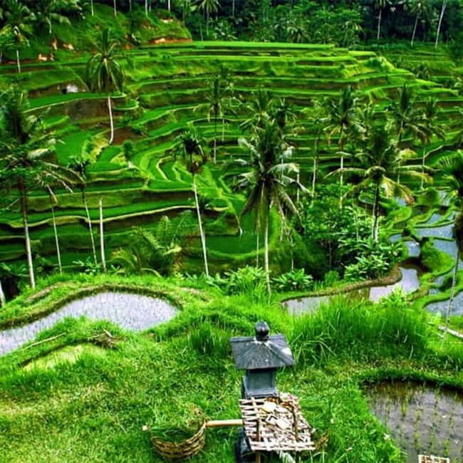 Ubud: Monkey Forest, Waterfall, Ricefield & Swing Activity - What Travelers Say