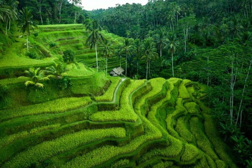 Ubud: Rice Terrace,Waterfall,Forest,Temple & Private Driver - The Enchanting Tegalalang Rice Terraces