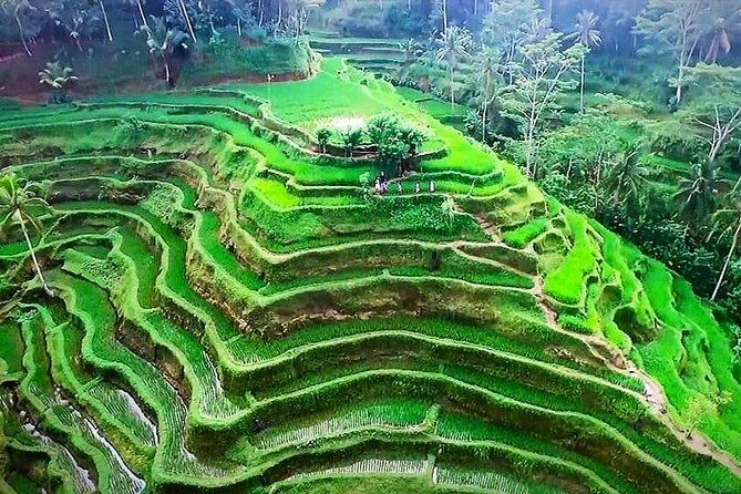 Ubud Tours: Culture, Palace, Temple, Rice field walks, Local show, Monkey Forest - Authenticity and Value