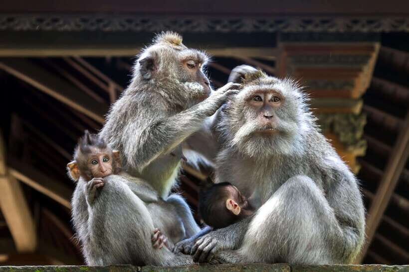 Ubud: Walking Tour with Campuhan Ridge & Monkey Forest - Why This Tour Is a Great Choice