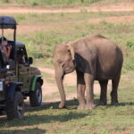 Udawalawa National Park Safari - Value and Practical Considerations