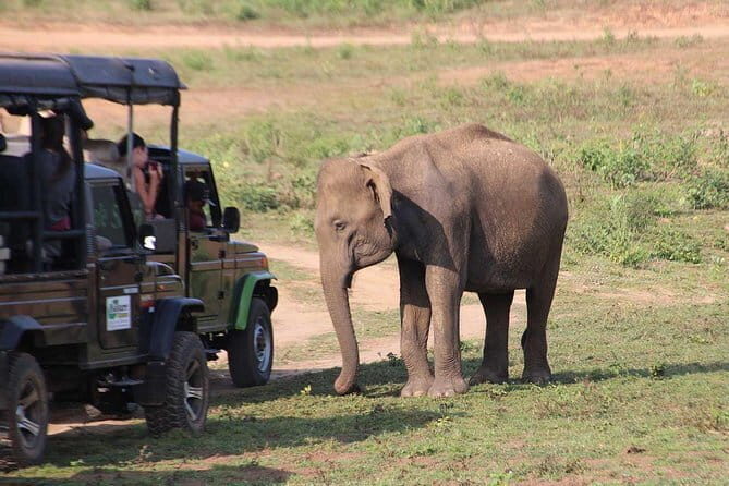 Udawalawa National Park Safari - Value and Practical Considerations