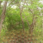Udawalawe National Park - 7 Hours Private Safari tour - The Experience in Detail