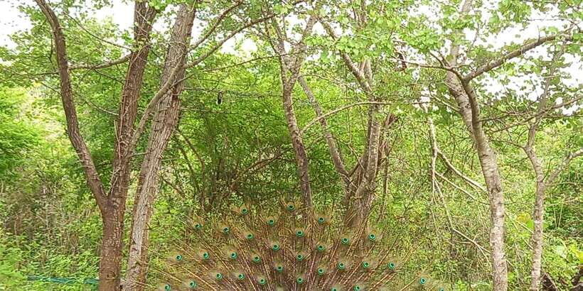 Udawalawe National Park - 7 Hours Private Safari tour - The Experience in Detail