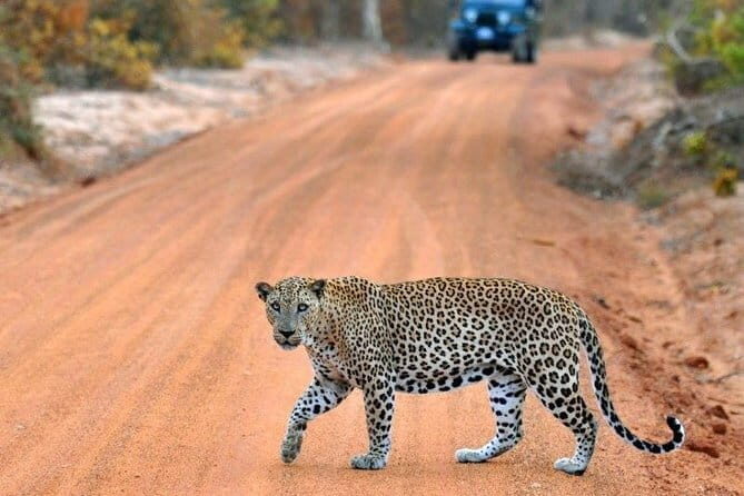 Udawalawe National Park Adventure - The Sum Up: Is This Tour Worth It?