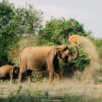 Udawalawe National Park : Entrance Ticket With Jeep - Who Should Consider This Ticket?