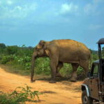 Udawalawe National Park Private Safari from Kalutara - The Itinerary: What to Expect