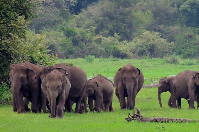 Udawalawe National Park Safari from Ella - The Itinerary in Detail