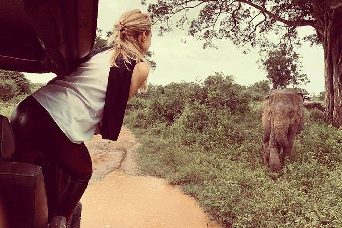 Udawalawe National Park Safari | From Mirissa | Galle | Weligama - Who is This Tour Best For?