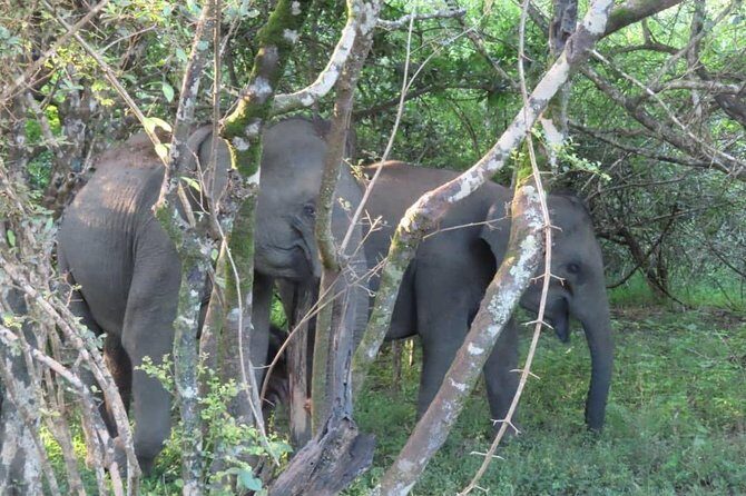 Udawalawe National Park Safari trip from Galle/Mirissa/Ella - The Sum Up: Is It Worth It?