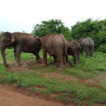 Udawalawe: National Park Safari with Elephant Transit Home - The Experience: A Closer Look at the Wildlife and Scenery