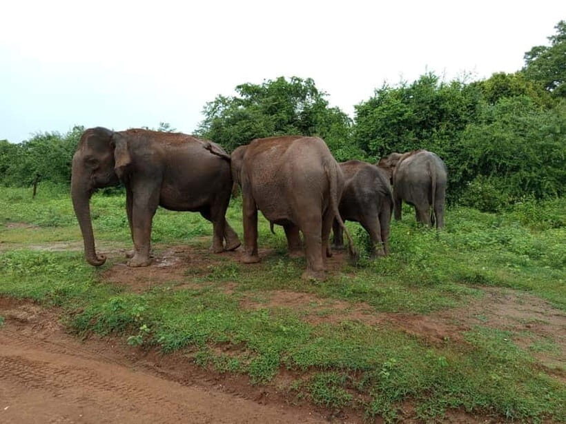 Udawalawe: National Park Safari with Elephant Transit Home - The Experience: A Closer Look at the Wildlife and Scenery