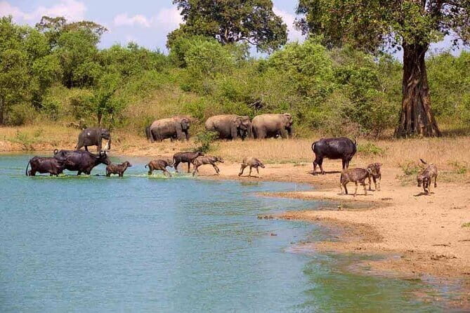 Udawalawe Safari Adventure with Pigeon Island Tours - Who Will Love This Tour?