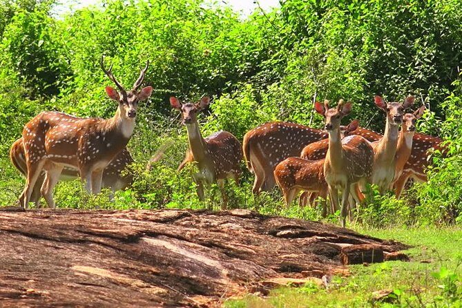 Udawalawe Safari Private Day Tour Kaluthara/Beruwala/Bentota/Kosgoda/Ahungalla - Authentic Experiences and Traveler Feedback
