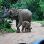 Udawalawe Safari Tour from Hambantota Port (Shore Excursion) - The Authenticity and Value of This Tour