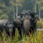 Udawalawe Safari Tour from Tissamaharama/Yala/Hambantota - Why the Guides Make a Difference
