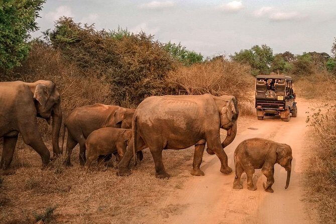 Udawalawe Safari & Waulpane Caving day tour from Colombo - Authentic Experiences and What You’ll Remember