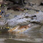 Ultimate Daintree Rainforest Wildlife Experience Cruise - A Detailed Look at the Daintree Wildlife Cruise