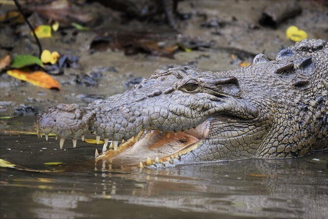 Ultimate Daintree Rainforest Wildlife Experience Cruise - A Detailed Look at the Daintree Wildlife Cruise