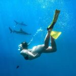 Ultimate Encounter Snorkel with Sharks in Fiji - The Itinerary: What to Expect
