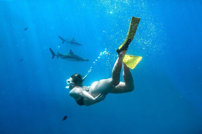 Ultimate Encounter Snorkel with Sharks in Fiji - The Itinerary: What to Expect