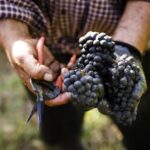 Ultimate Mornington Peninsula Food and Wine Small Group Tour - Who is This Tour Best Suited For?