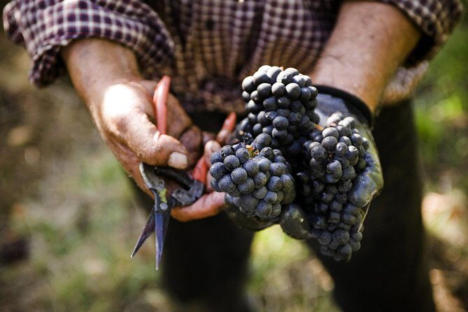 Ultimate Mornington Peninsula Food and Wine Small Group Tour - Who is This Tour Best Suited For?