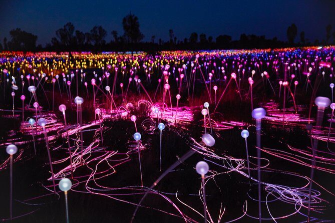 Uluru (Ayers Rock) Field of Light Sunrise Tour - The Itinerary in Detail