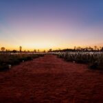 Uluru: Field of Light Sunrise Tour with Hot Drinks - What You Can Expect from the Tour