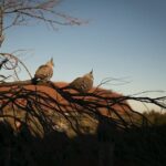 Uluru Overnight Escape from Alice Springs - Day 1: From Alice Springs to Uluru