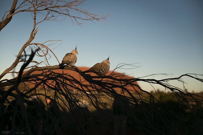 Uluru Overnight Escape from Alice Springs - Day 1: From Alice Springs to Uluru