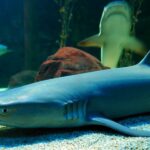 Underwater World Langkawi Admission Ticket - Is It Worth the Price?