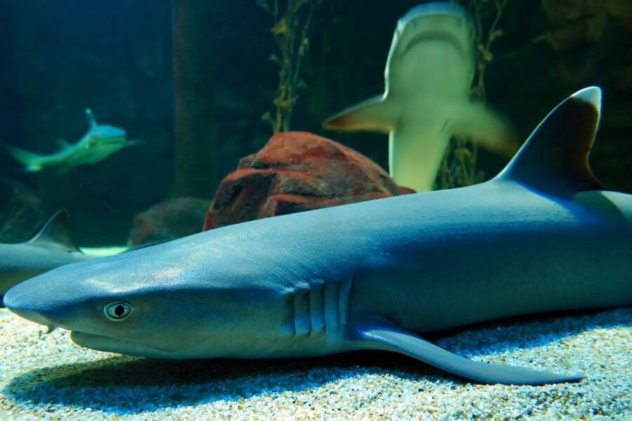 Underwater World Langkawi Admission Ticket - Is It Worth the Price?