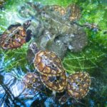 Vanuatu Cultural Village, Waterfalls, Turtles and Blue Lagoon - Authenticity, Comfort, and Value