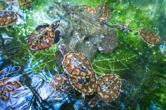 Vanuatu Cultural Village, Waterfalls, Turtles and Blue Lagoon - Authenticity, Comfort, and Value