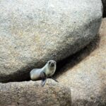Victor Harbor: Southern Ocean Adventure Cruise with Guide - The Value of the Tour