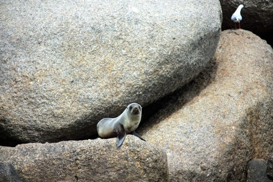 Victor Harbor: Southern Ocean Adventure Cruise with Guide - The Value of the Tour
