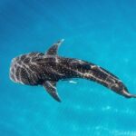 VIP luxury chartered escapes, exploring the reef at your own pace - Final Thoughts