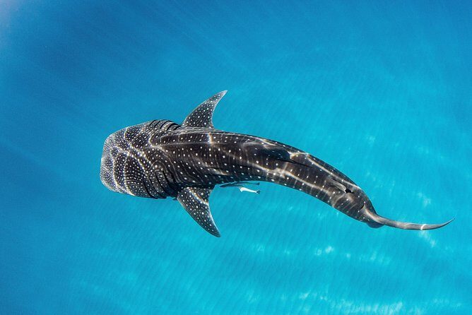 VIP luxury chartered escapes, exploring the reef at your own pace - Final Thoughts