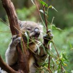 VIP Sanctuary Tour at Healesville Sanctuary - excl. entry - The Itinerary in Detail: What to Expect