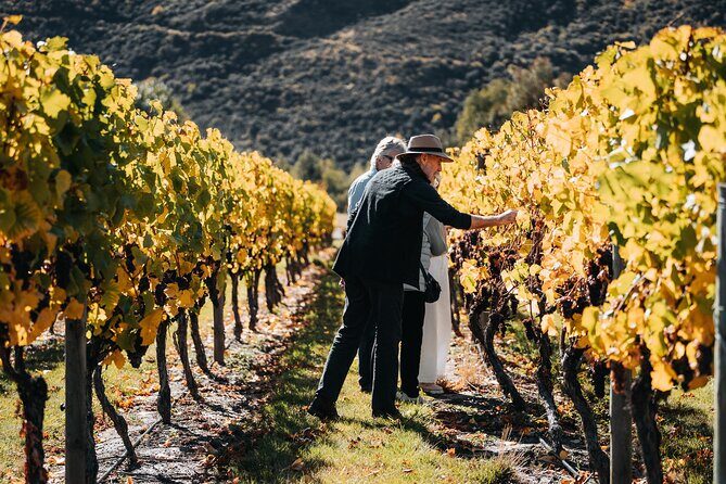 VIP Wine Experience from Queenstown Including Gourmet Lunch. - Why This Tour Offers Great Value