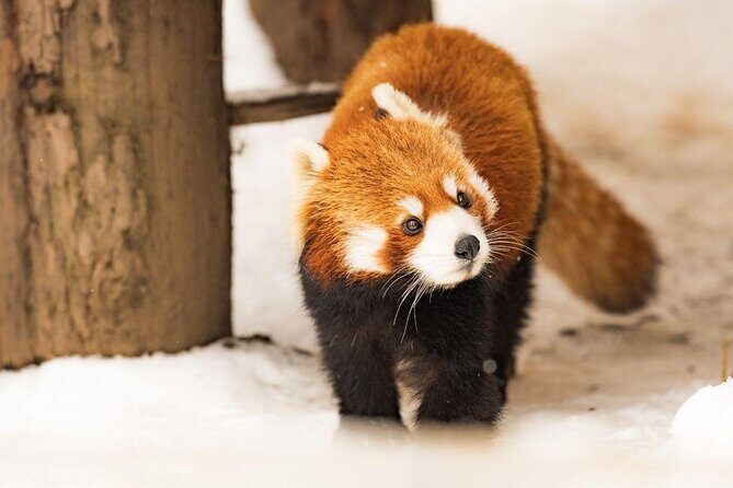 Visit Asahiyama Zoo, Fascinating Aoi-Ike from Sapporo - Authentic Experiences and What Travelers Say