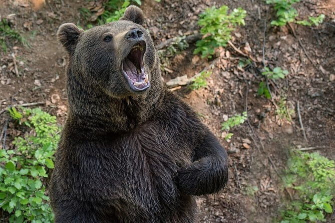 Visit Bear Rescue Center From Agra - The Value of This Tour