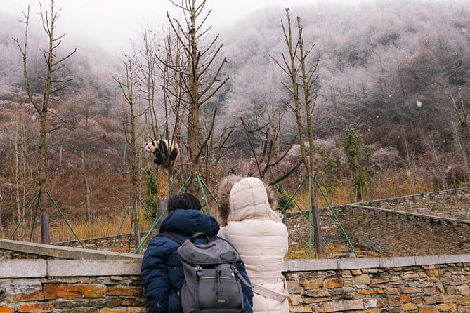 Visiting Wolong Panda Base and Hiking on Heritage Site - A Deep Dive into the Experience