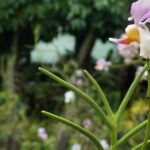 Vuda Lookout, Vesisei Village, Market, Temple & Garden of Sleeping Giant Tour - A Detailed Look at the Itinerary and What You’ll Experience