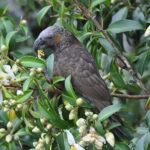 Waiheke Island Private Birding Tour - Who Will Love This Tour?