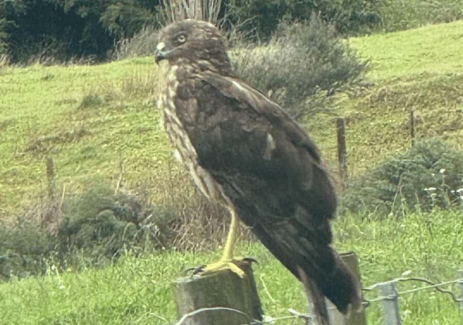 Waiheke Island: Private Birding Tour | Terra & Tide - Practical Details and Tips