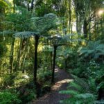 Waikato: Ancient Forest Guided Tour - Practical Details and Considerations
